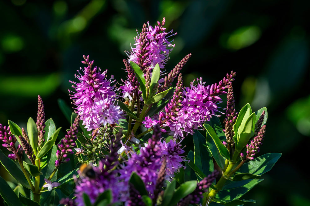 Hebe shrubs | White Pink Purple | Hardy - Buy Online – Arundel Arboretum