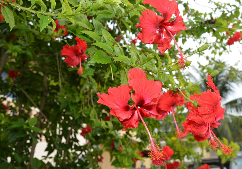 Hibiscus Trees | Colourful garden | Blossoming trees - Buy Online ...