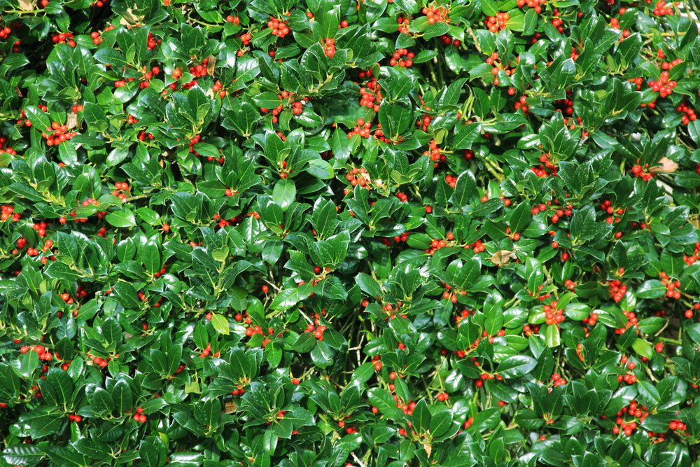 Holly | Ilex - Hedging – Arundel Arboretum