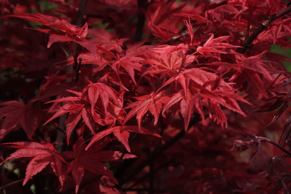 Japanese maple Tree for Sale - buy online Japanese maple Trees, price ...