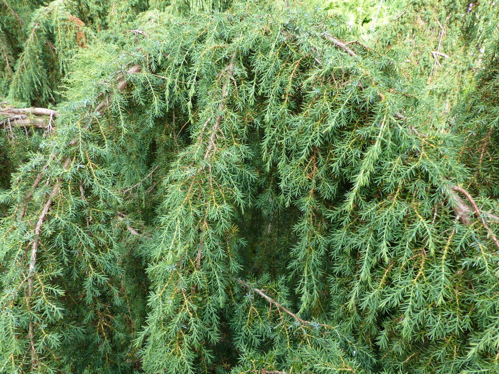 Juniperus communis | Common Juniper – Arundel Arboretum