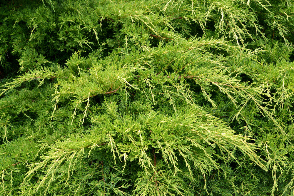 Juniperus pfitzeriana | Golden Pfitzer Juniper – Arundel Arboretum