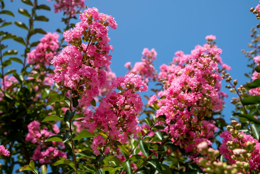 Crape Myrtle | Lagerstroemia trees – Arundel Arboretum