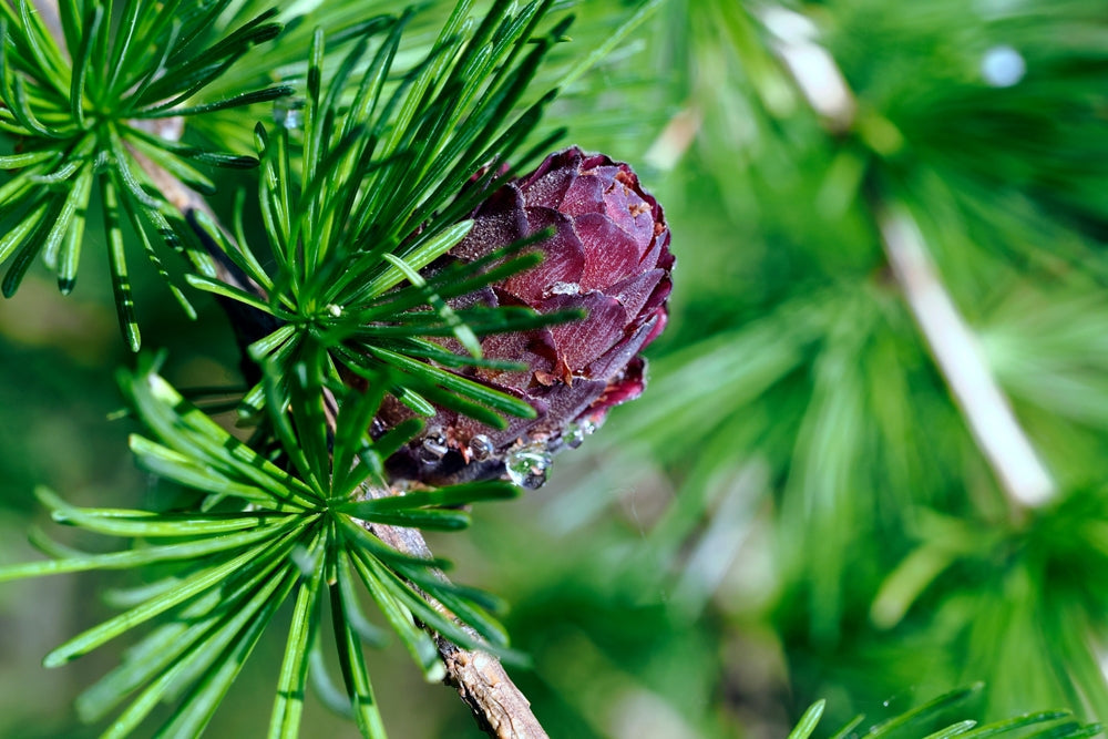 Larch tree for Sale - buy online Larix trees from UK nursery| Arundel ...