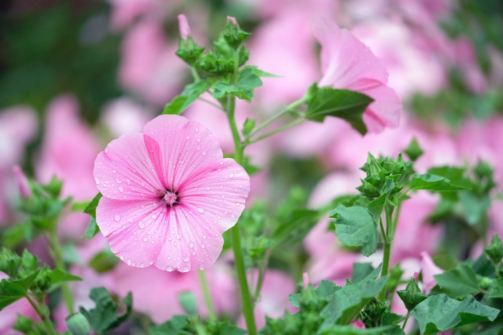 Lavatera | Tree mallow – Arundel Arboretum