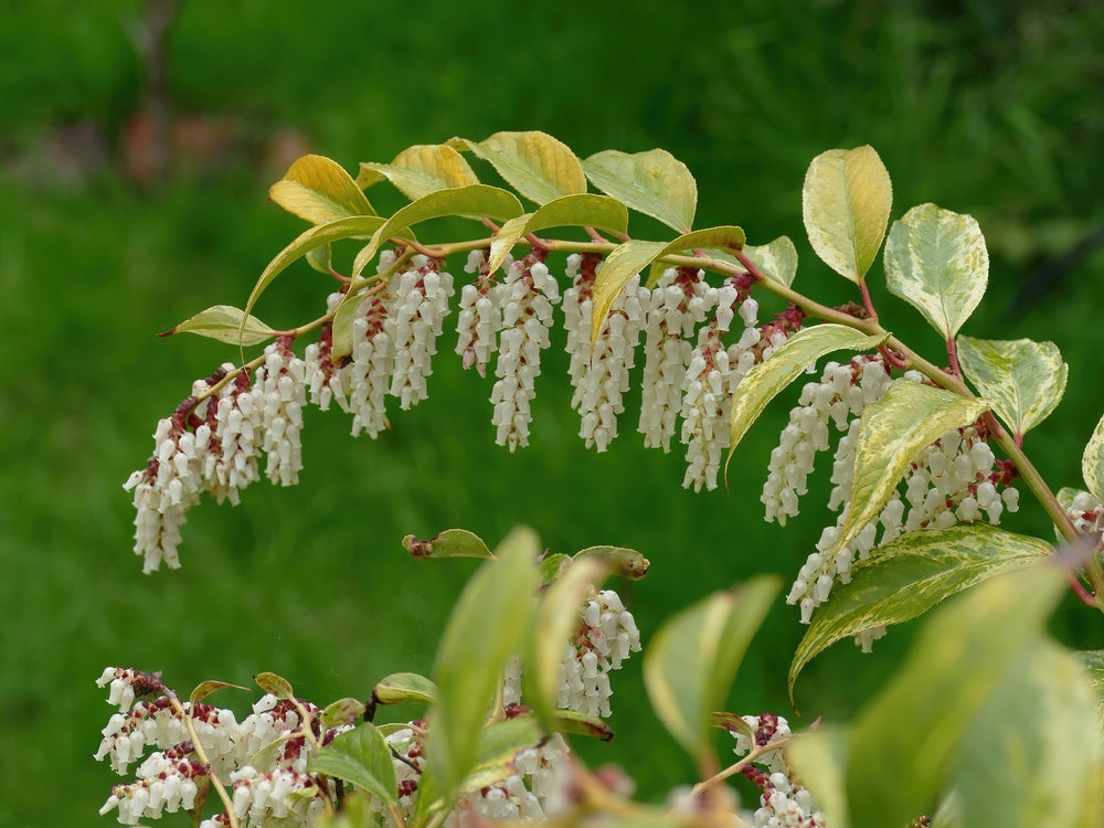 Leucothoe | Drooping laurel – Arundel Arboretum