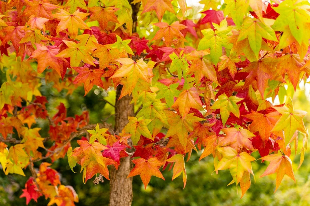 Liquidambar Tree for Sale - buy online sweet gum trees, price at ...