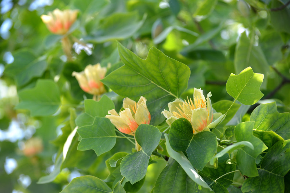 Tulip Tree for Sale - buy golden tulip sfax Trees, price at Arundel ...
