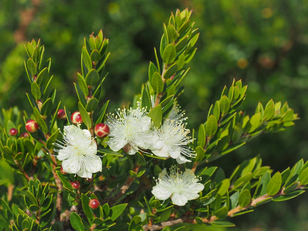 Myrtus shrubs – Arundel Arboretum