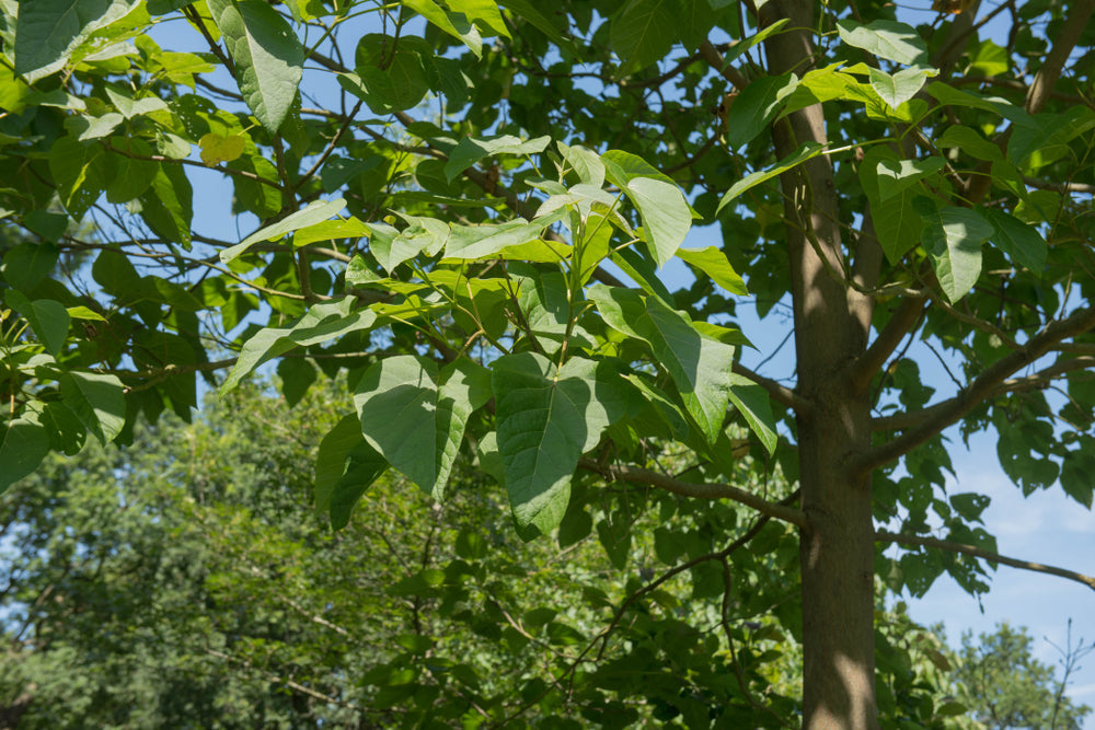 Paulownia | Foxglove-tree – Arundel Arboretum