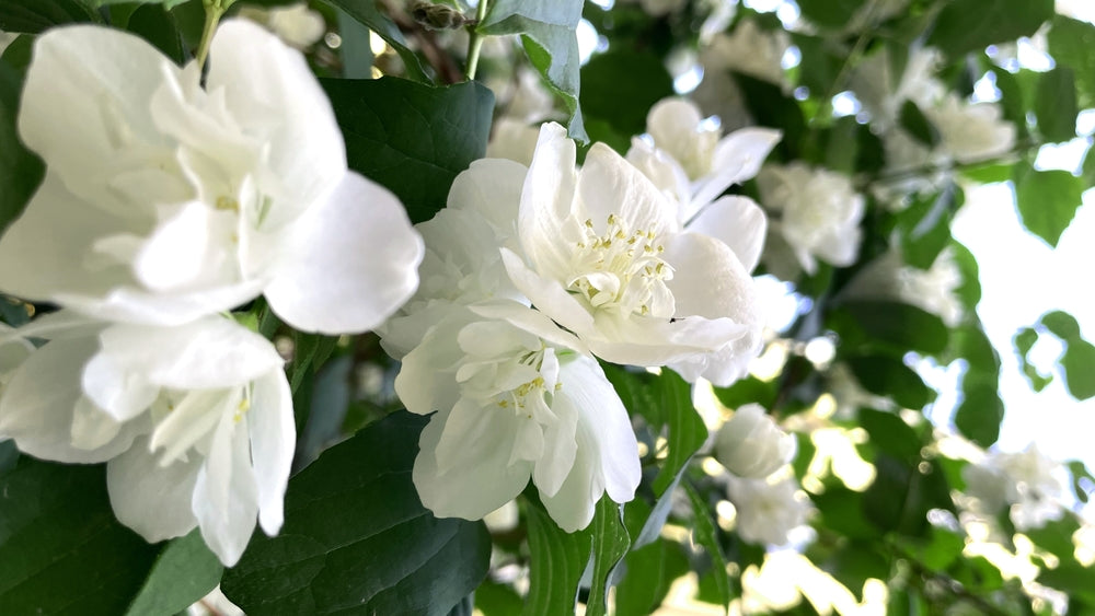 Philadelphus | Mock Orange – Arundel Arboretum