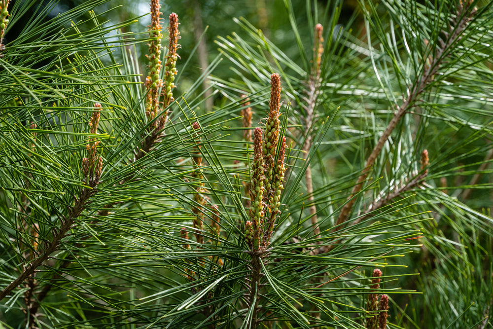 Japanese Red Pine