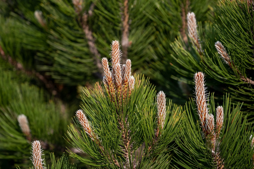 Bosnian pine | Pinus heldreichii, leucodermis – Arundel Arboretum