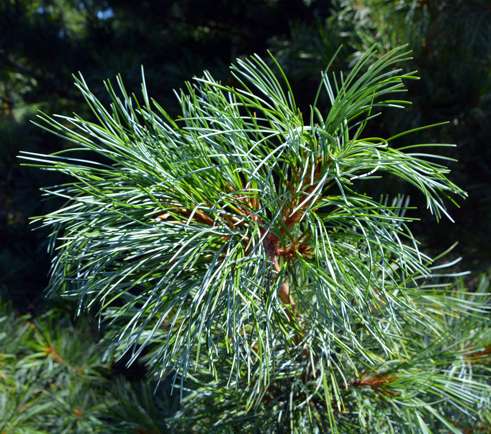Buy Majestic Korean Pines directly from expert tree nursery in Arundel ...