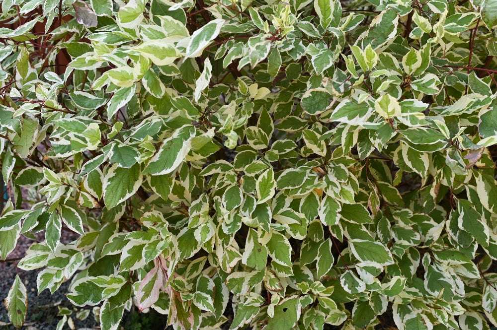 Pittosporum - Large Shrubs – Arundel Arboretum
