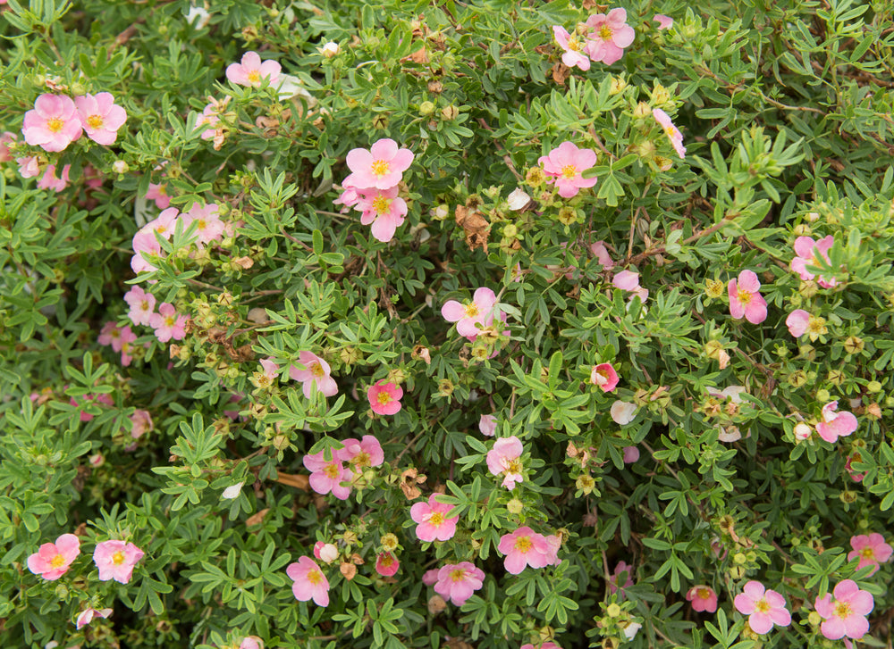 Potentilla | Shrubby Cinquefoil – Arundel Arboretum