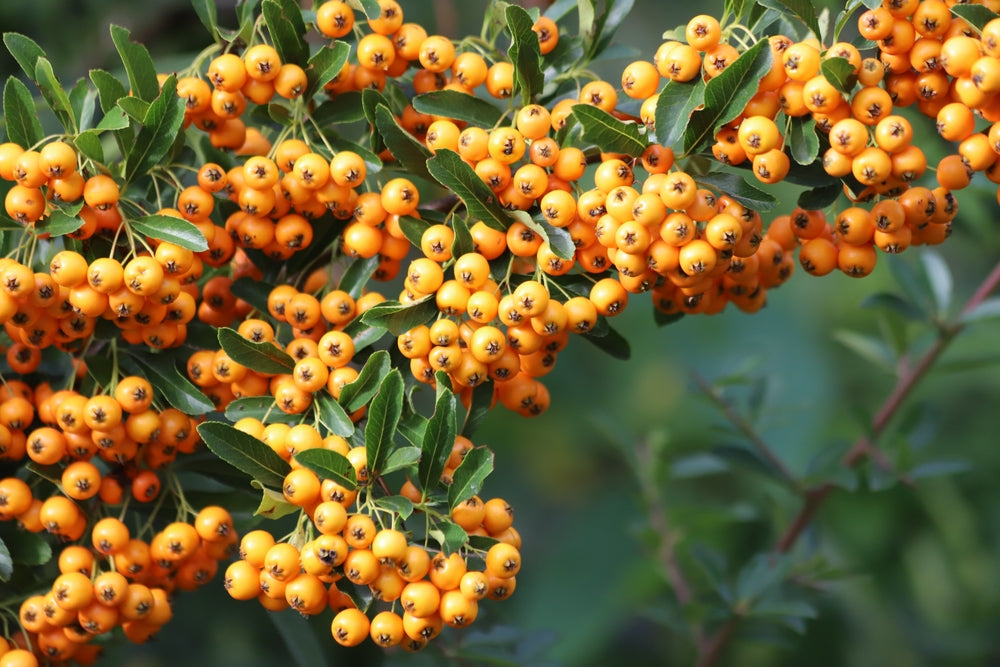 Pyracantha plant for Sale - buy online Pyracantha plants, price at ...