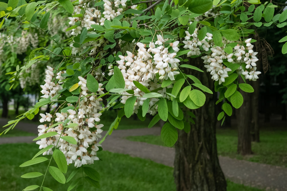 Robinia trees | Black Locust – Arundel Arboretum