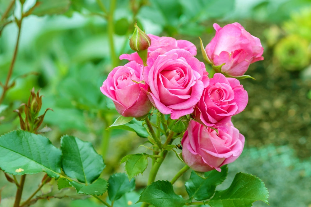 Rose | Rosa shrubs – Arundel Arboretum