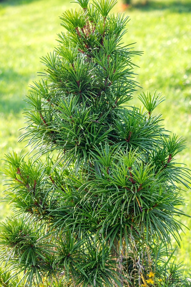 Japanese umbrella tree | Sciadopitys Verticillata – Arundel Arboretum