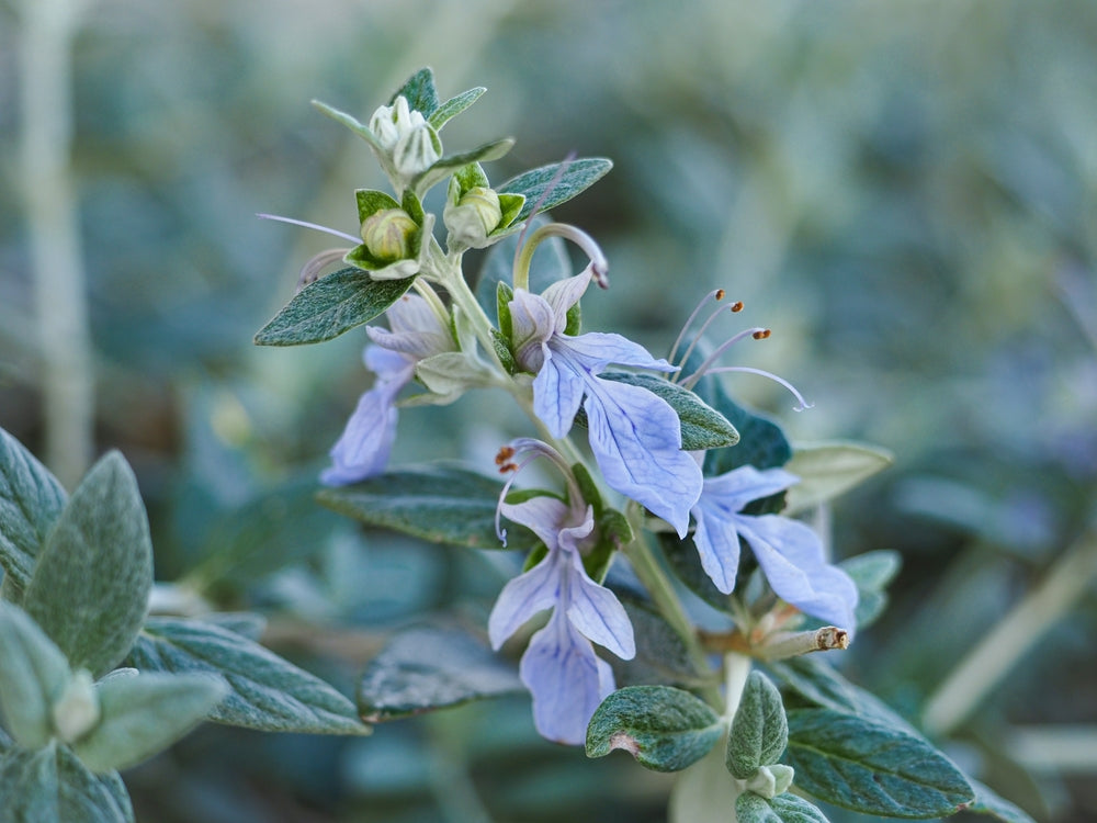 Teucrium – Arundel Arboretum