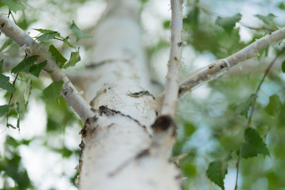 Birch Tree | Betula | Silver Birch | Golden Birch | Weeping birch ...