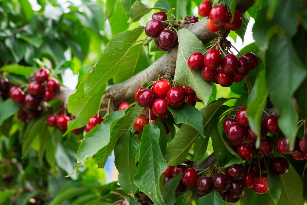 Cherry Tree for Sale - buy online Cherry Trees, price at Chichester ...