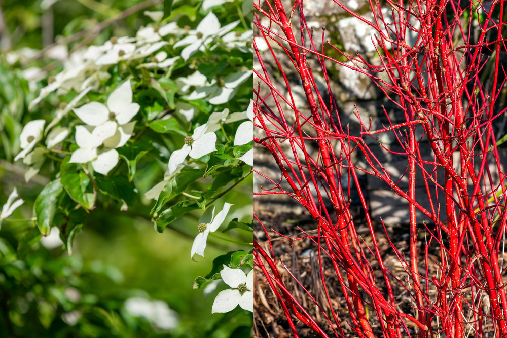 Dogwood shrubs for Sale - buy online flowering cornus shrubs, price at ...