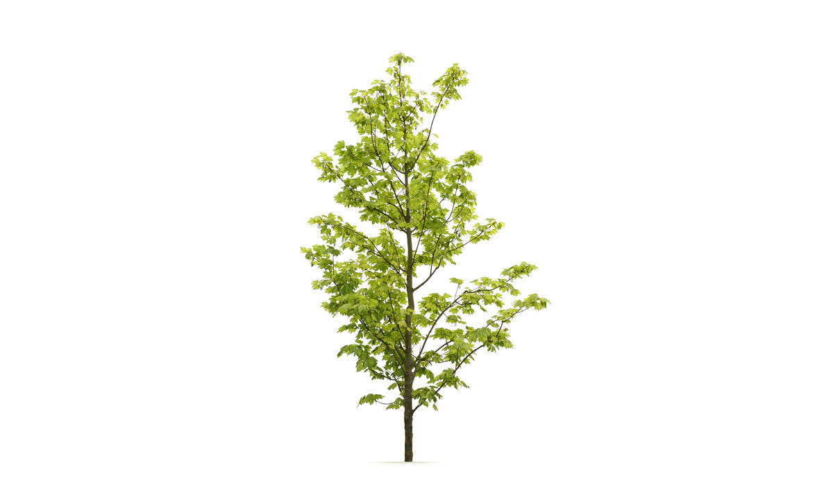 Feathered trees – Arundel Arboretum