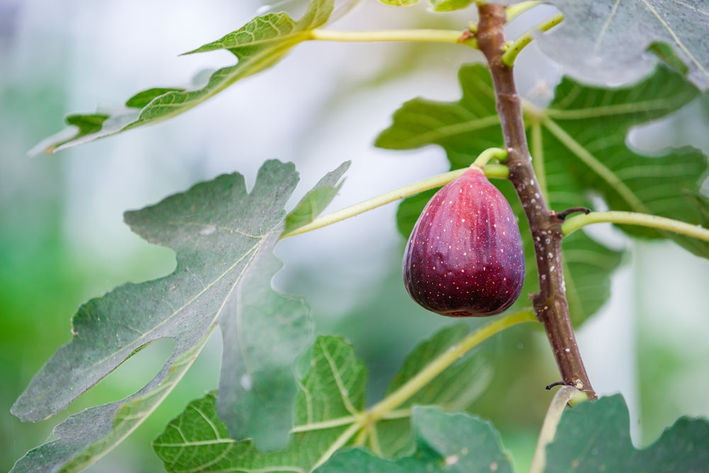 Fig Fruit Trees – Arundel Arboretum