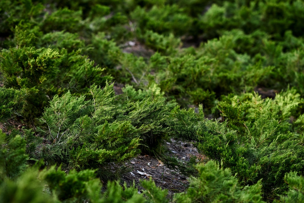 Ground Covering Shrubs – Arundel Arboretum