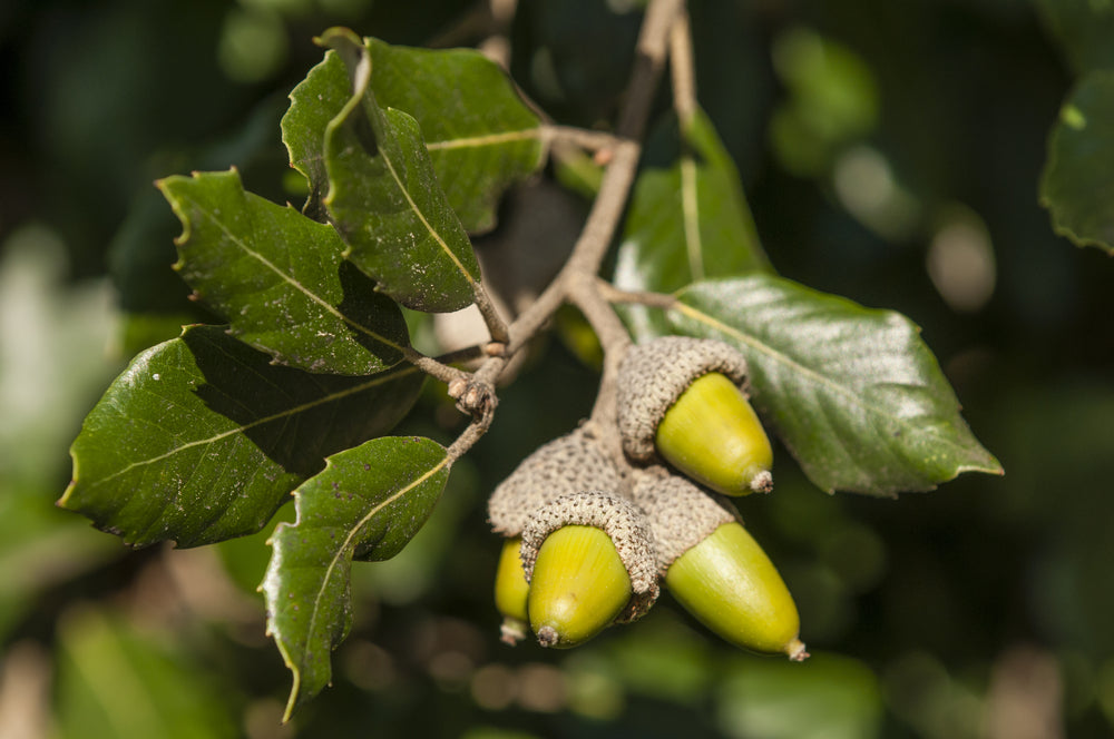 Quercus ilex | Holm Evergreen oak trees – Arundel Arboretum