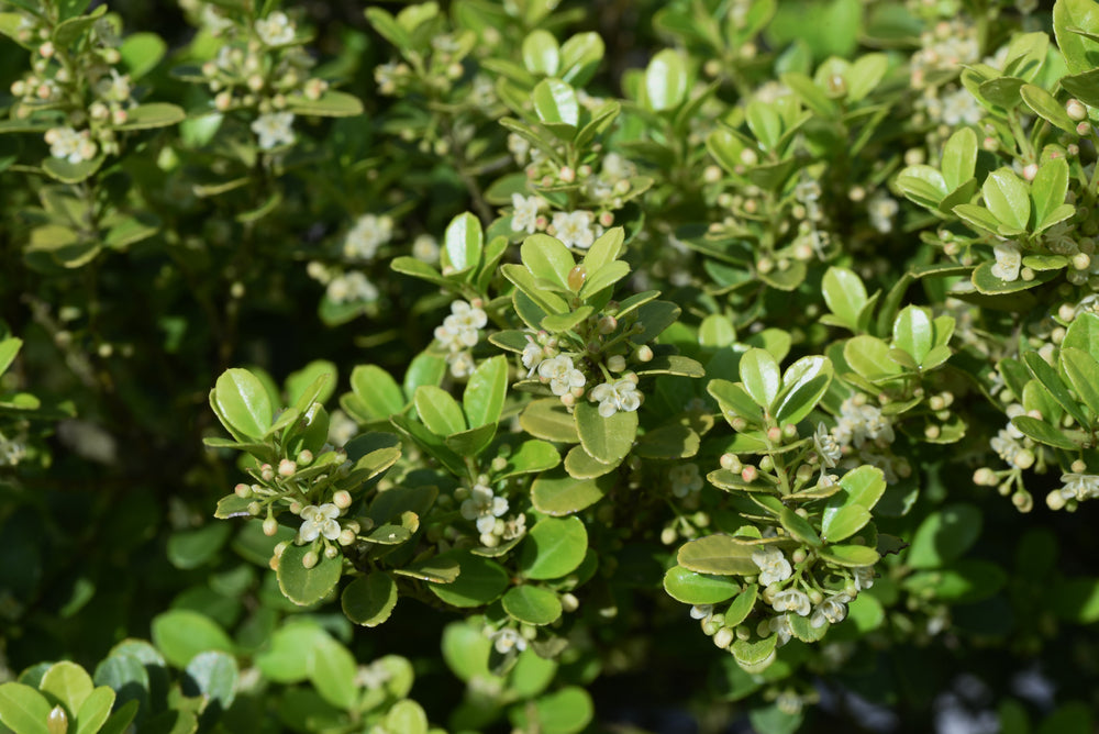 Japanese Holly | Ilex Crenata – Arundel Arboretum