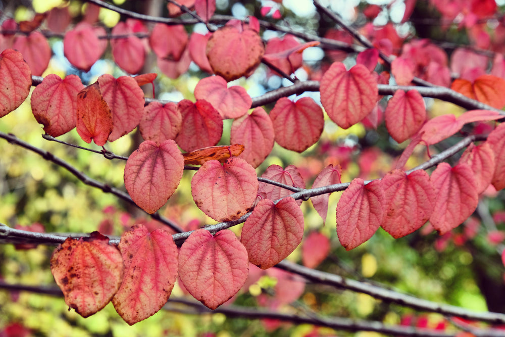 Katsura tree - buy online Katsura (Cercidiphyllum) Trees, price at ...