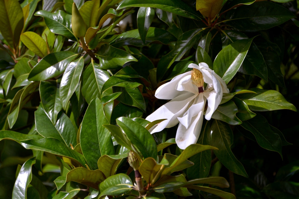 Magnolia Grandiflora - Privacy, Screening trees – Arundel Arboretum