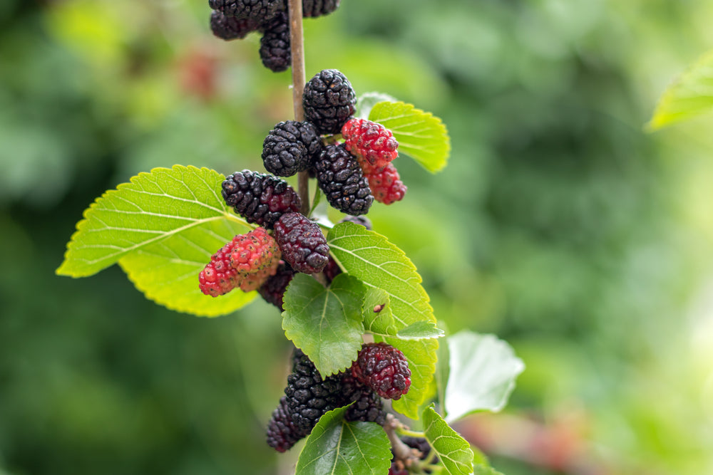 Mulberry | Morus trees – Arundel Arboretum