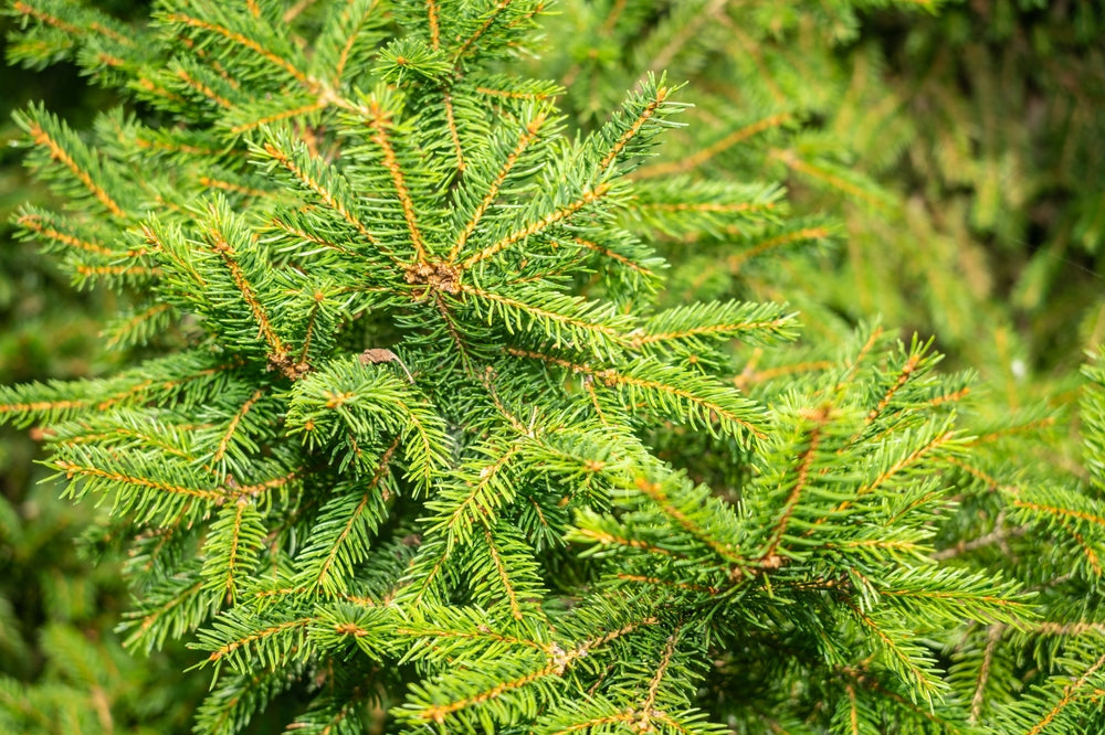 Buy Norway Spruce, Picea abies directly from expert tree nursery in ...