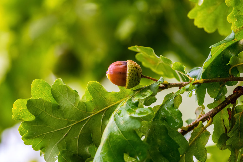 Oak | Quercus – Arundel Arboretum