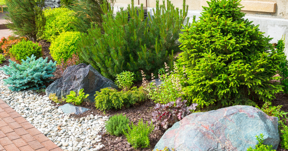 Buy Ornamental & Patio evergreen spruce trees directly from expert tree ...