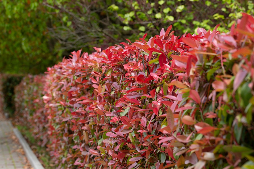 Photinia Red Robin - Hedging – Arundel Arboretum
