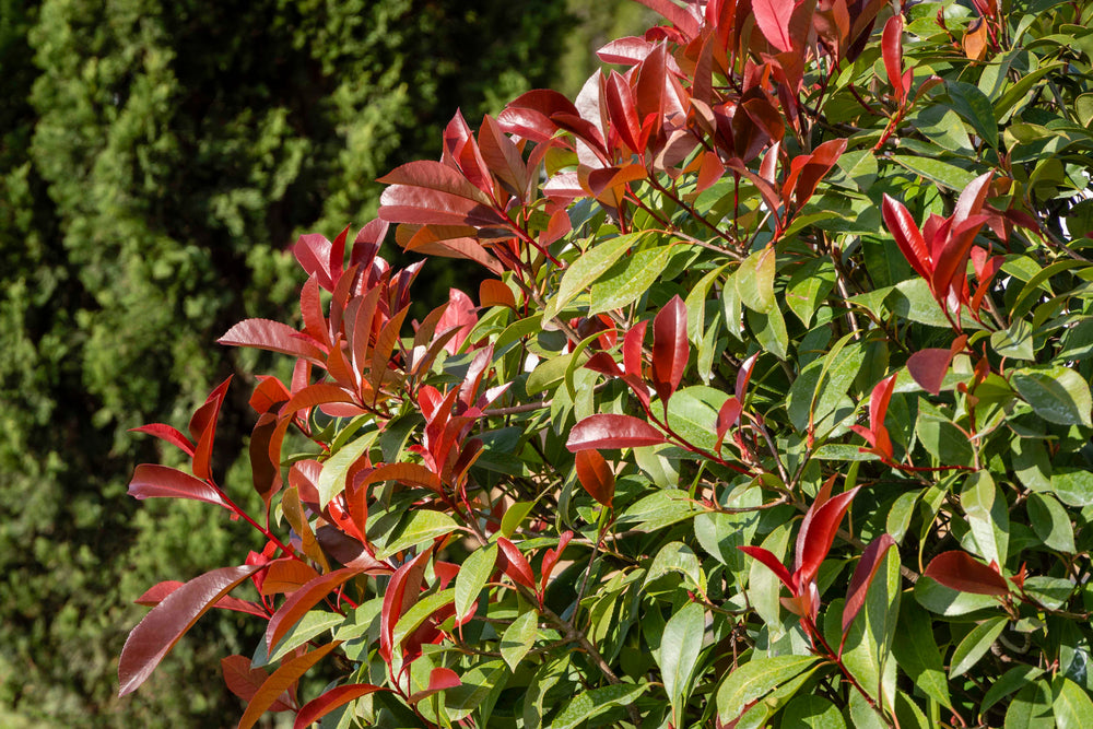Photinia Tree for Sale - buy online photinia red robin tree, price ...