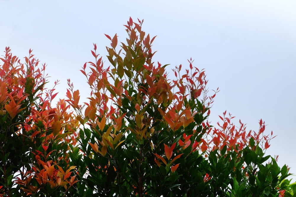 Photinia Red Robin - Screening trees – Arundel Arboretum