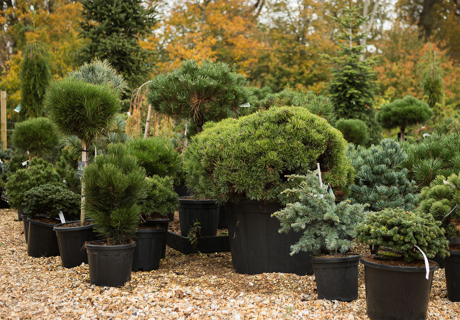 Buy Ornamental pines Patio Collection directly from expert tree nursery in Arundel, West Sussex ...