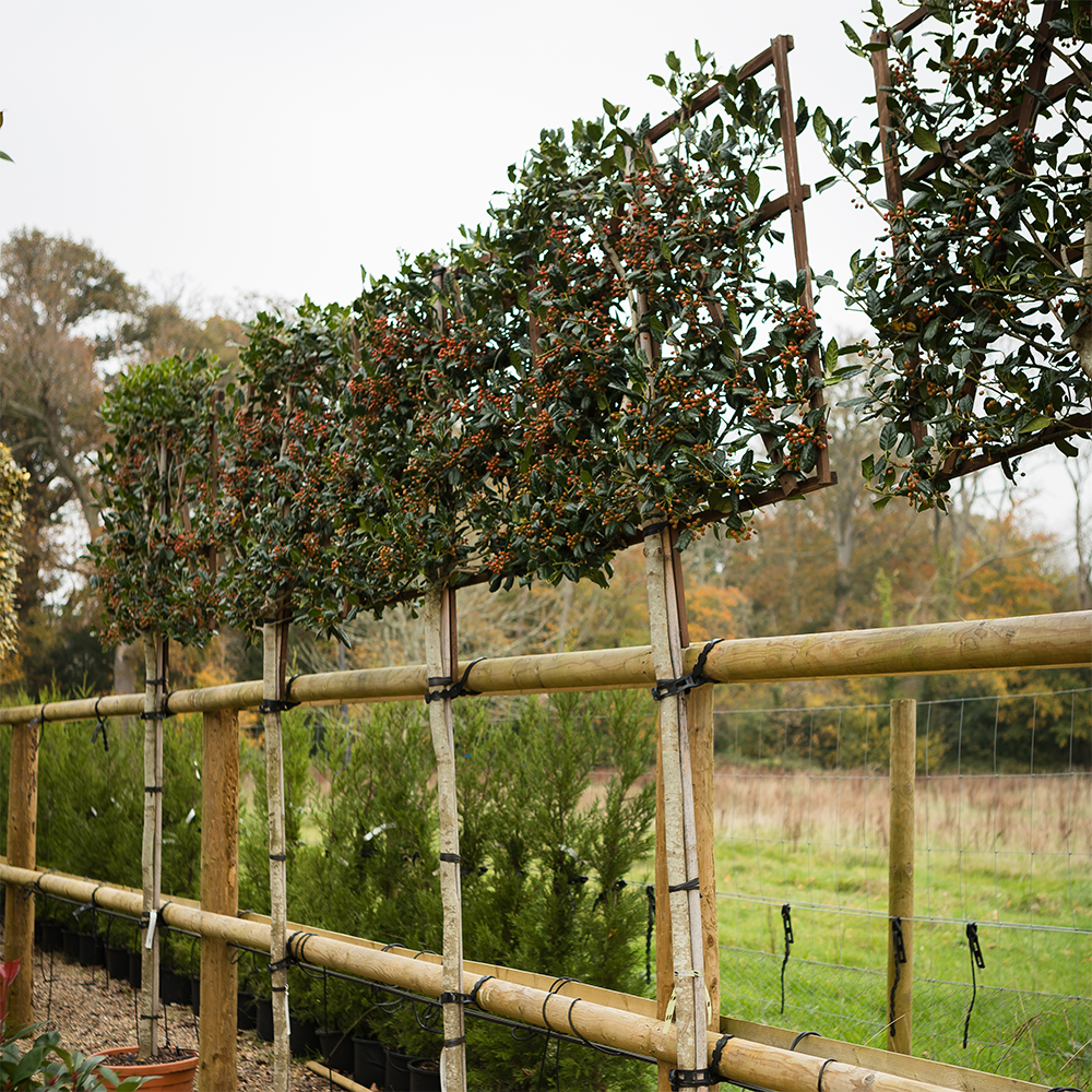 Espalier/Pleached Trees for screening – Arundel Arboretum
