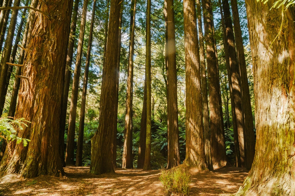 Redwood Trees for Sale - buy online Sequoia(Metasequoia ) tree price ...