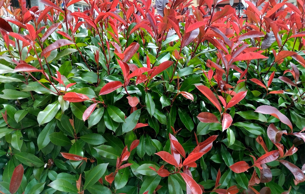 Photinia Red Robin - Large Shrubs – Arundel Arboretum