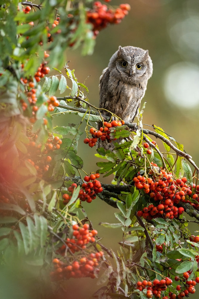 Rowan Tree | Mountain Ash Tree | Sorbus – Arundel Arboretum