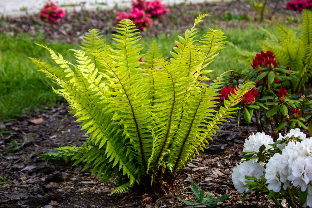 Ferns | Dryopteris – Arundel Arboretum