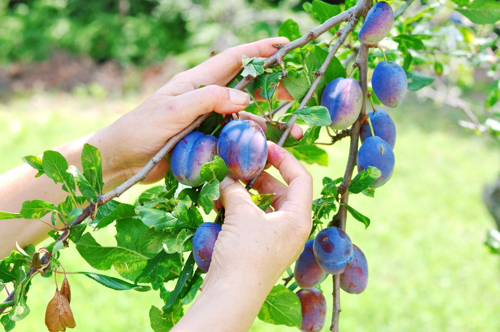 Plum Tree for Sale - buy online Plum trees, price at Arundel Arboretum