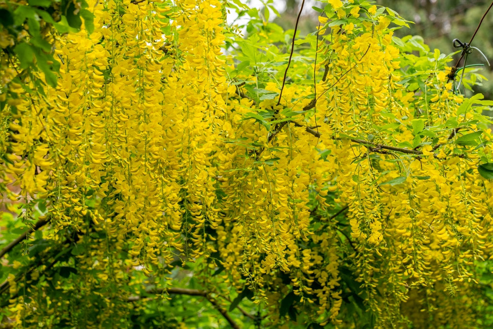 Laburnum | Golden rain tree – Arundel Arboretum